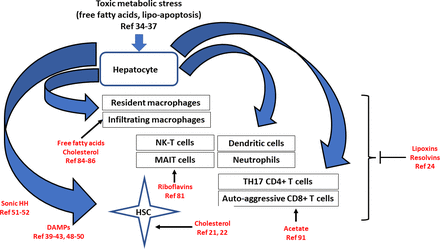 hepatocyte functions