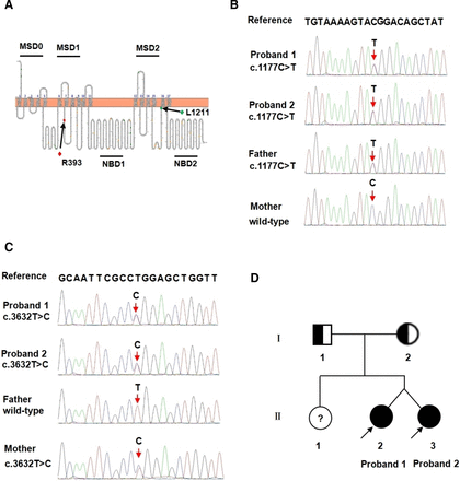 ABCC2 p.R393W variant contributes to Dubin-Johnson syndrome by ...