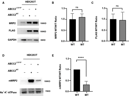 ABCC2 p.R393W variant contributes to Dubin-Johnson syndrome by ...