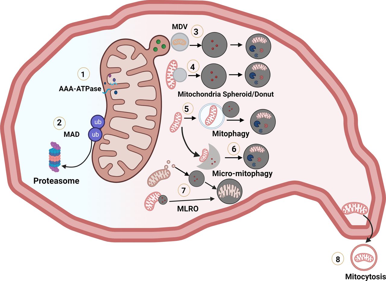 Perspectives of mitochondria-lysosome-related organelle in hepatocyte dedifferentiation and ...