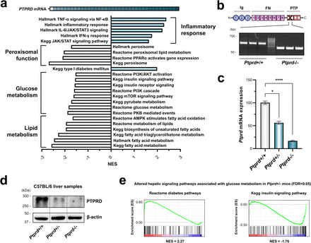 Protein tyrosine phosphatase delta is a STAT3-phosphatase and ...