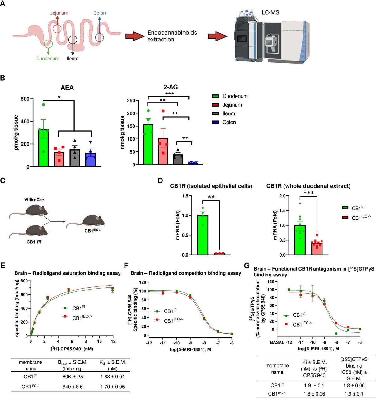 Gut cannabinoid receptor 1 regulates alcohol binge-induced intestinal ...