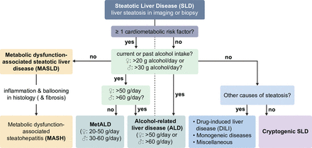 Key takeaways from the updated multidisciplinary European MASLD ...