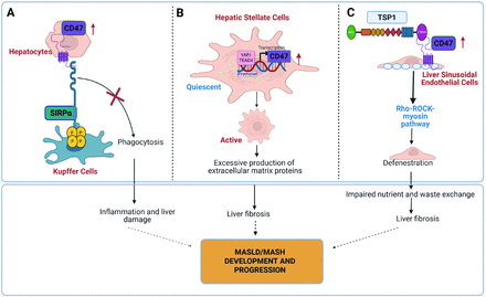 CD47: an immunoregulatory nexus in liver and gastrointestinal disorders ...