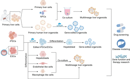 Engineering liver disease models in vitro: emerging trends and ...