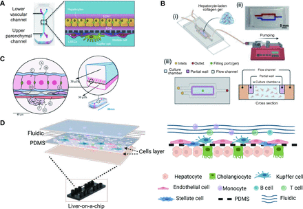 Engineering liver disease models in vitro: emerging trends and ...