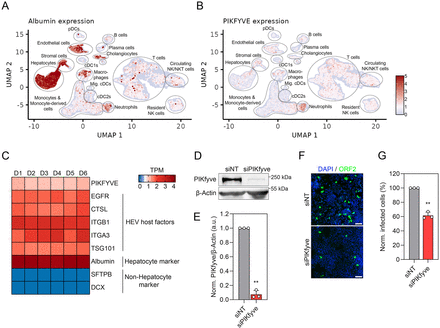 Phosphoinositide kinase PIKfyve inhibitor apilimod blocks hepatitis E ...