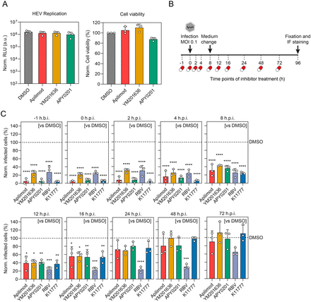 Phosphoinositide kinase PIKfyve inhibitor apilimod blocks hepatitis E ...